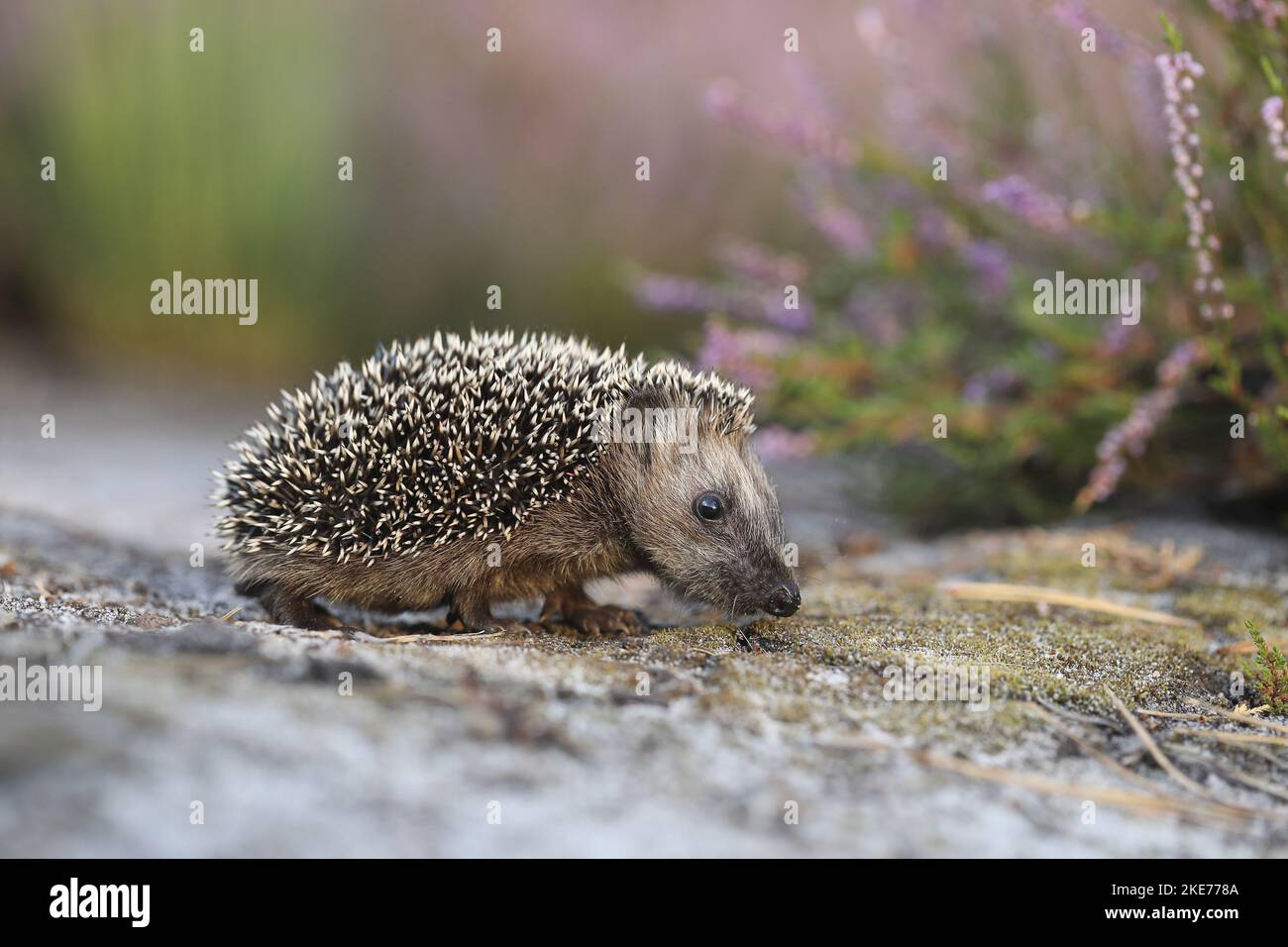 Hedgehog movement hi-res stock photography and images - Alamy