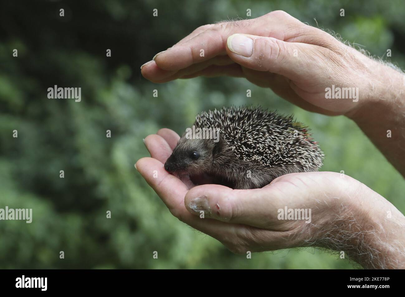 human with young Hedgehog Stock Photo - Alamy