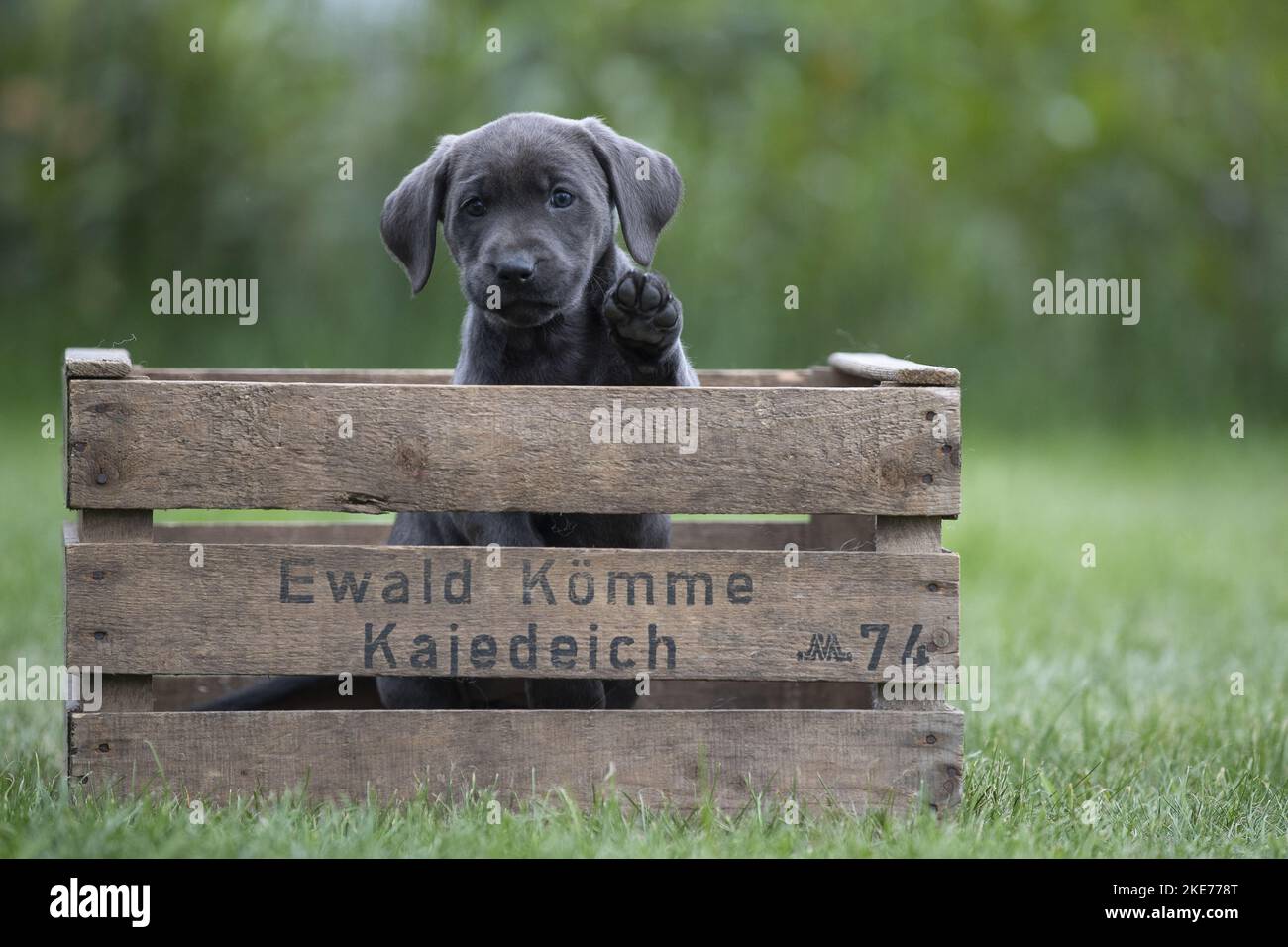 Labrador in crate hi-res stock photography and images - Alamy