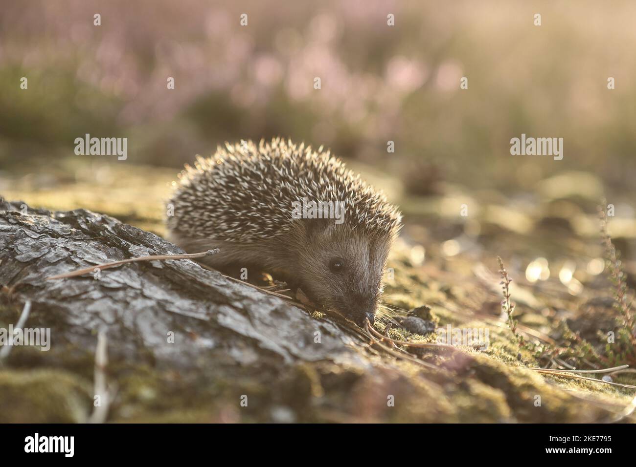 Baby erica hi-res stock photography and images - Alamy