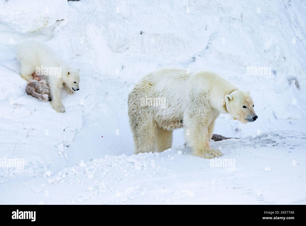 Polar bear svalbard cub hi-res stock photography and images - Alamy