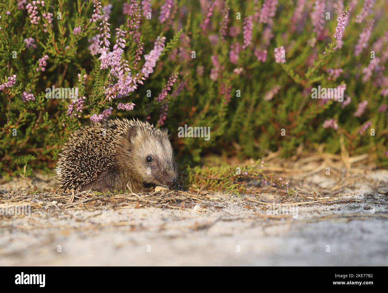 Baby erica hi-res stock photography and images - Alamy