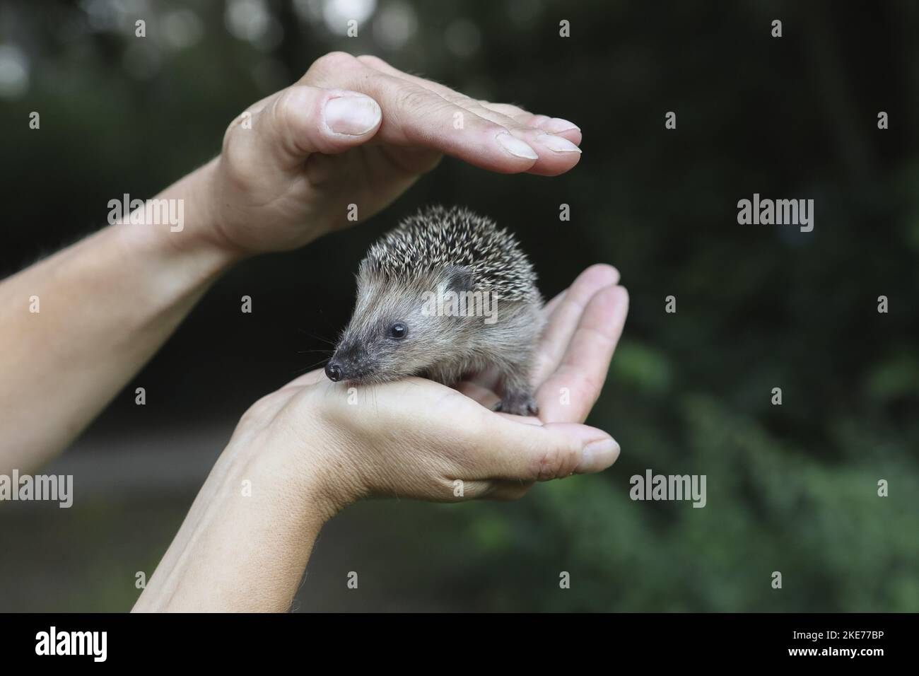 human with young Hedgehog Stock Photo - Alamy