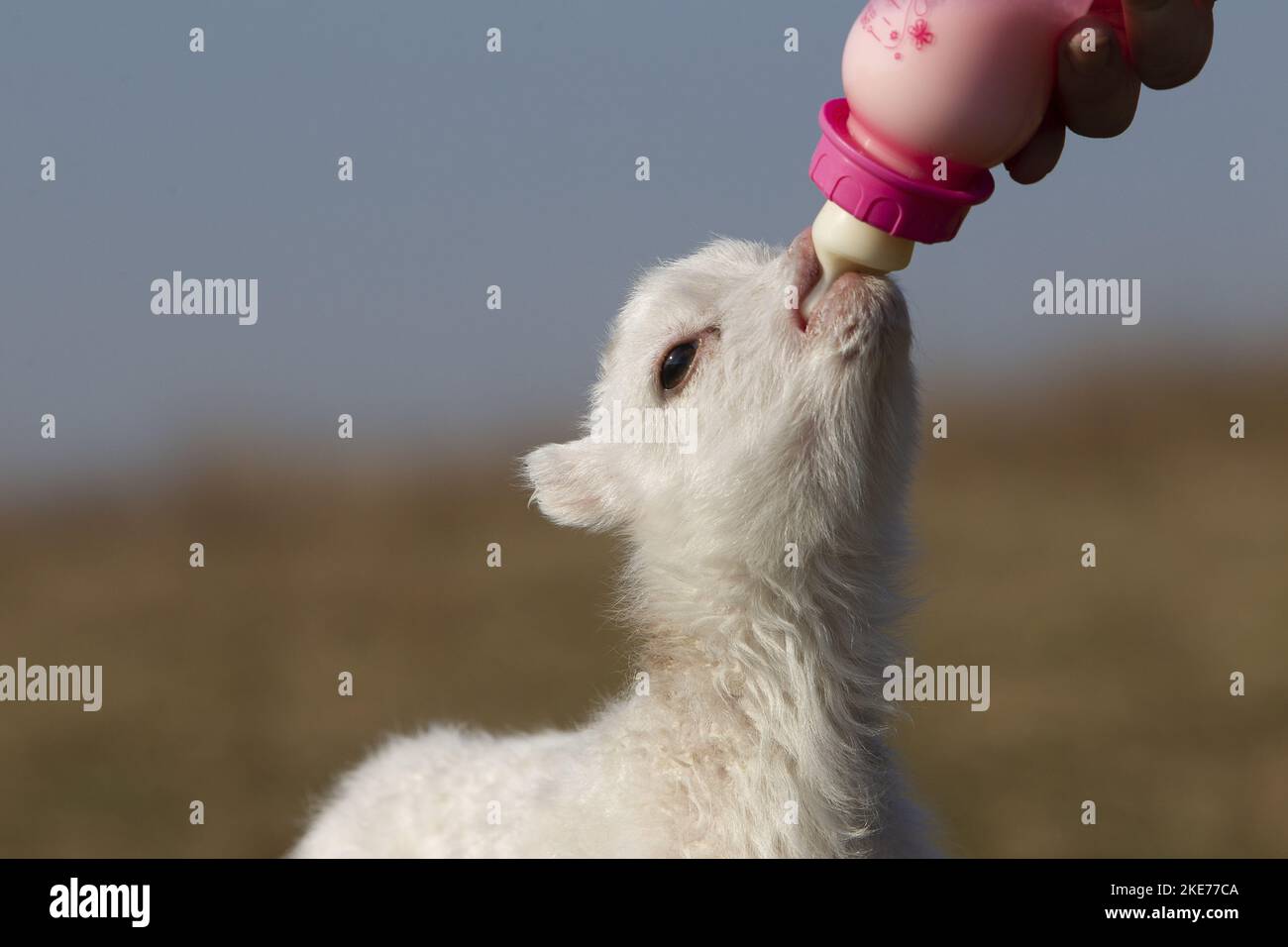 Raising and breeding horizontal hi-res stock photography and images - Alamy