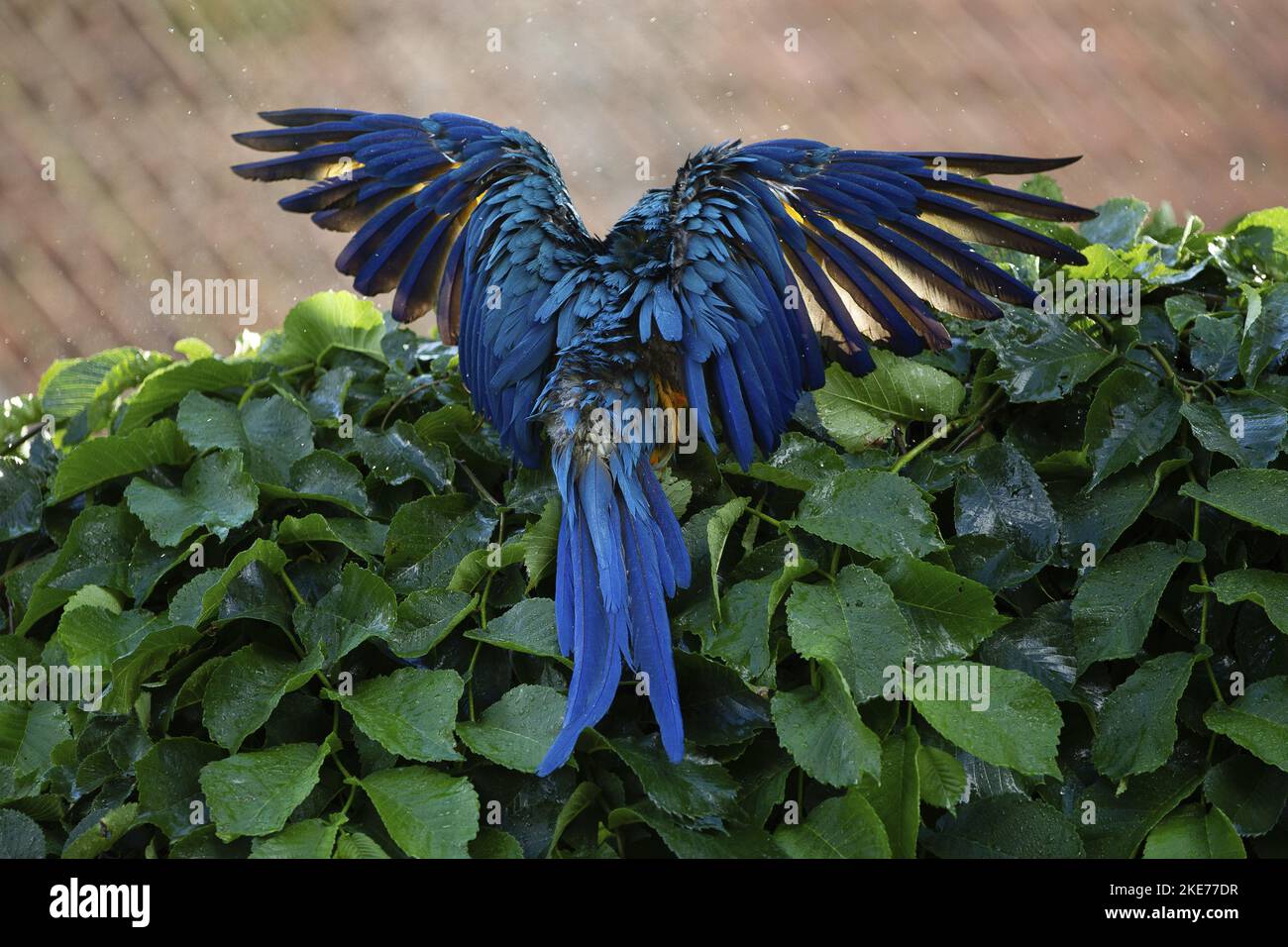 Flapping wings water plants hi-res stock photography and images - Alamy