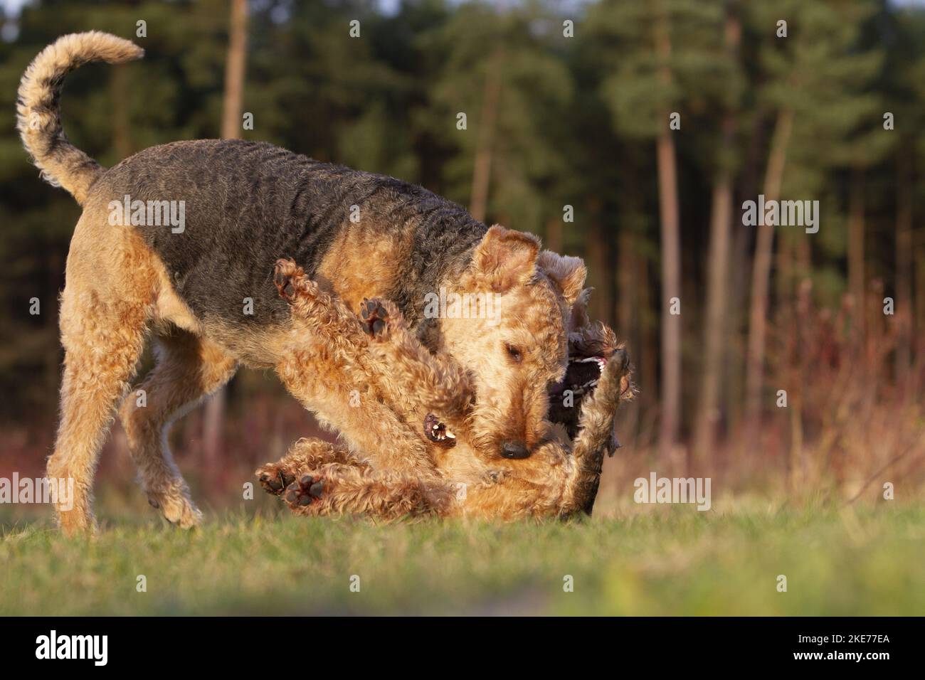 Dog biting at back hi-res stock photography and images - Alamy