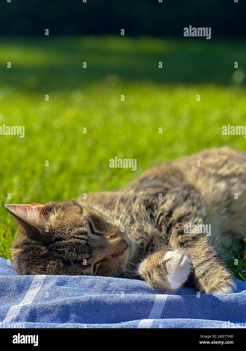 A vertical shot of a tabby cat sleeping on a blue picnic blanket in a ...