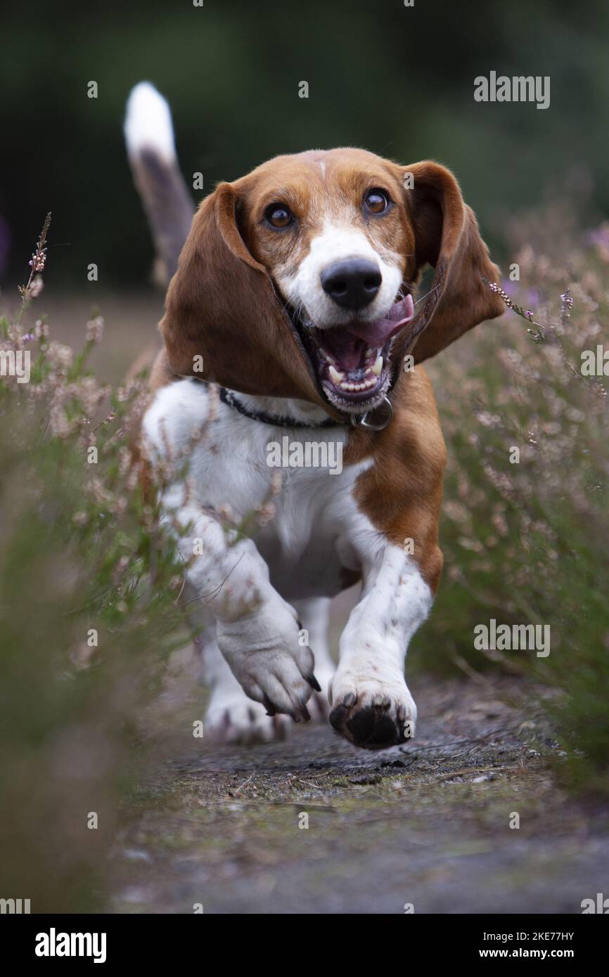 running Basset Hound Stock Photo - Alamy