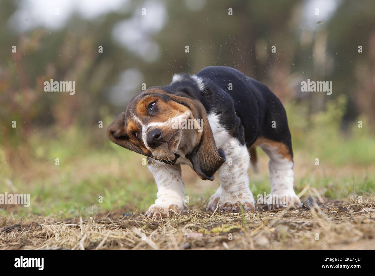 Basset hound stands hi-res stock photography and images - Alamy