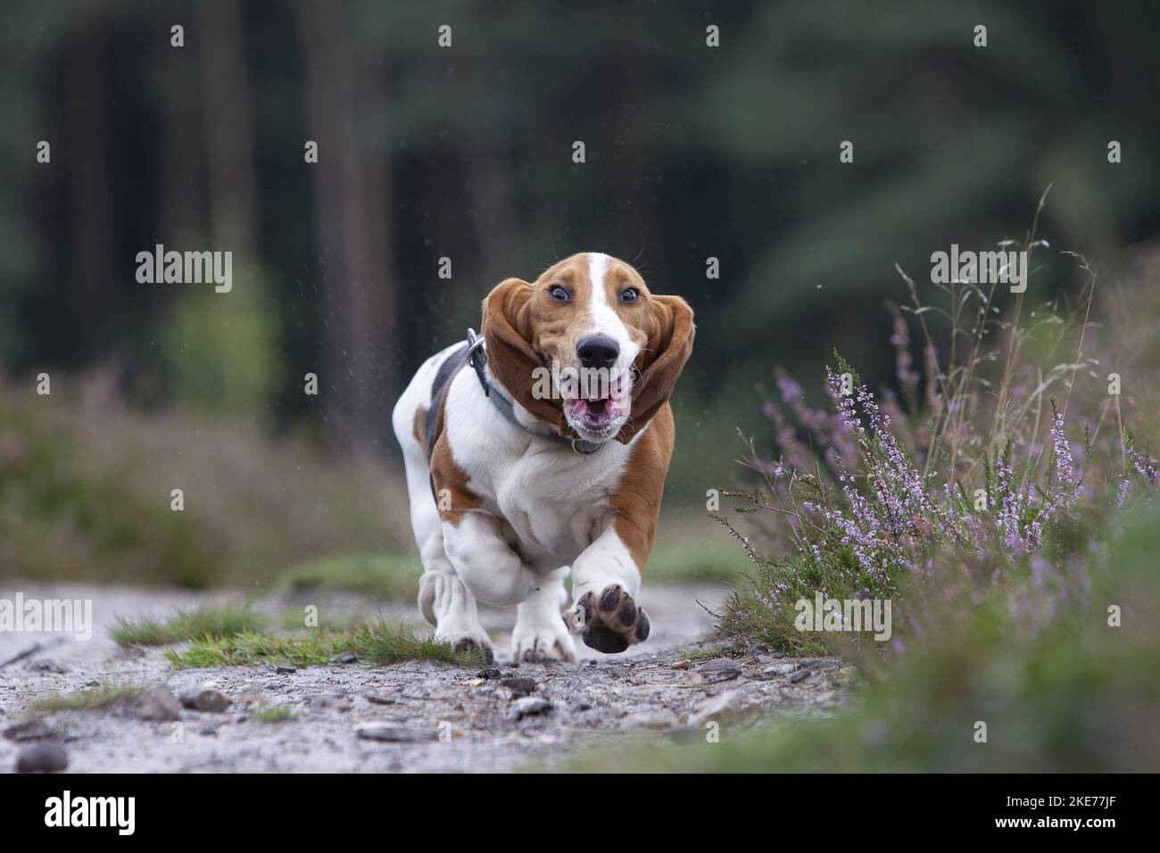 running Basset Hound Stock Photo - Alamy