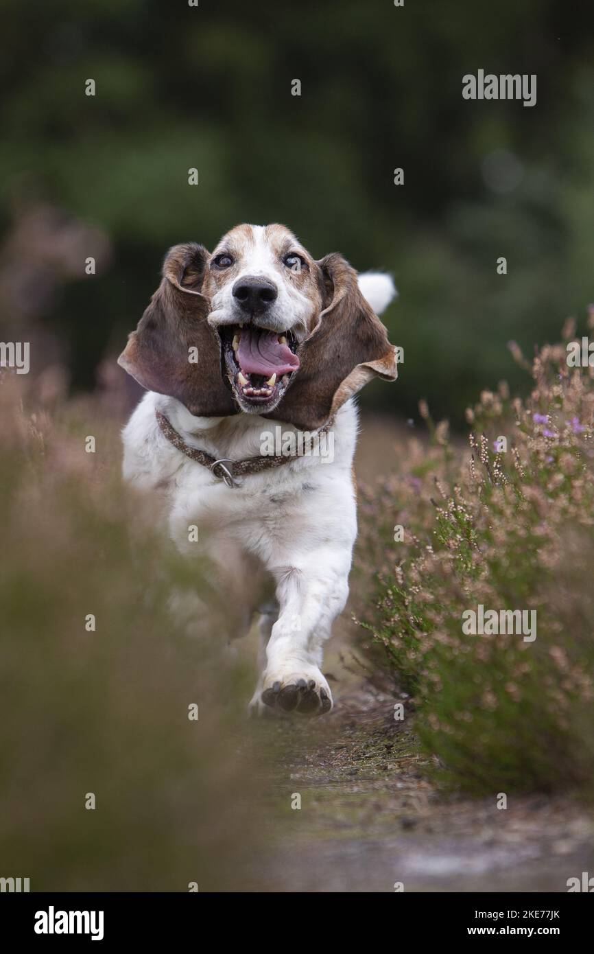 running Basset Hound Stock Photo - Alamy