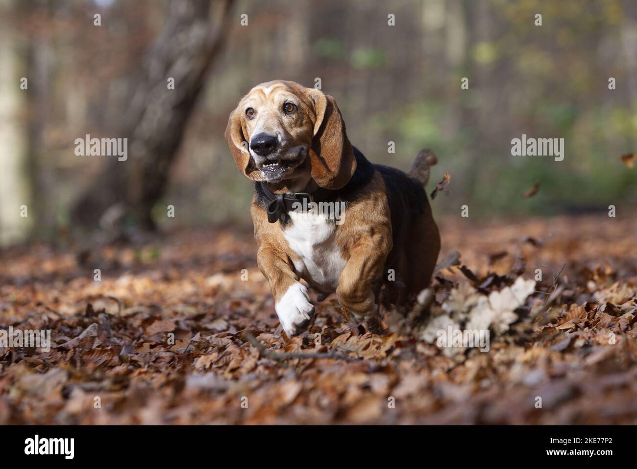 running Basset Hound Stock Photo - Alamy