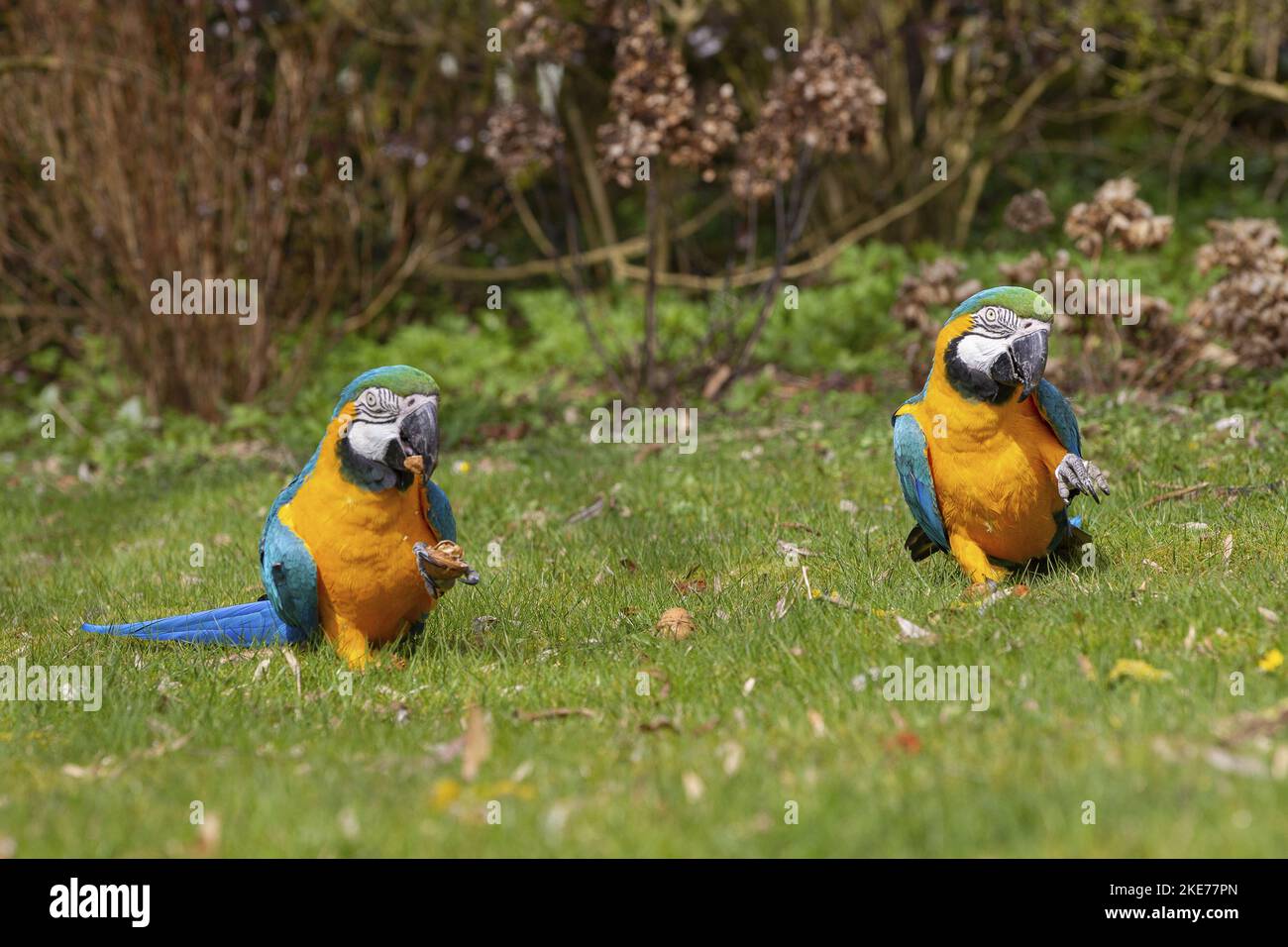blue and gold macaws Stock Photo - Alamy