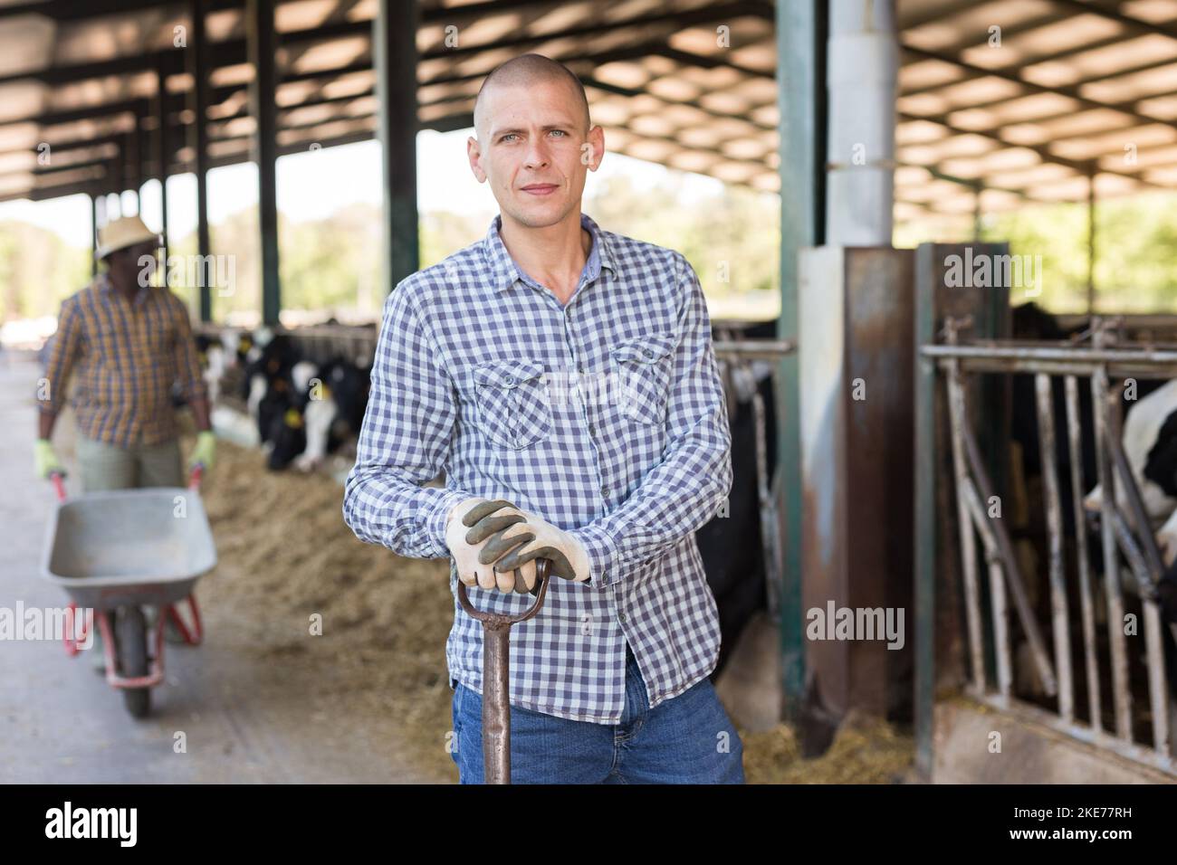 Young farmer posing in open cowshed with cows Stock Photo - Alamy