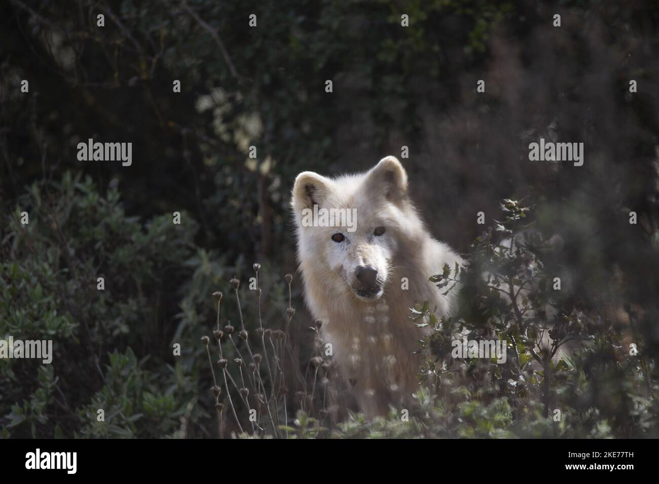 Bay wolf hi-res stock photography and images - Alamy