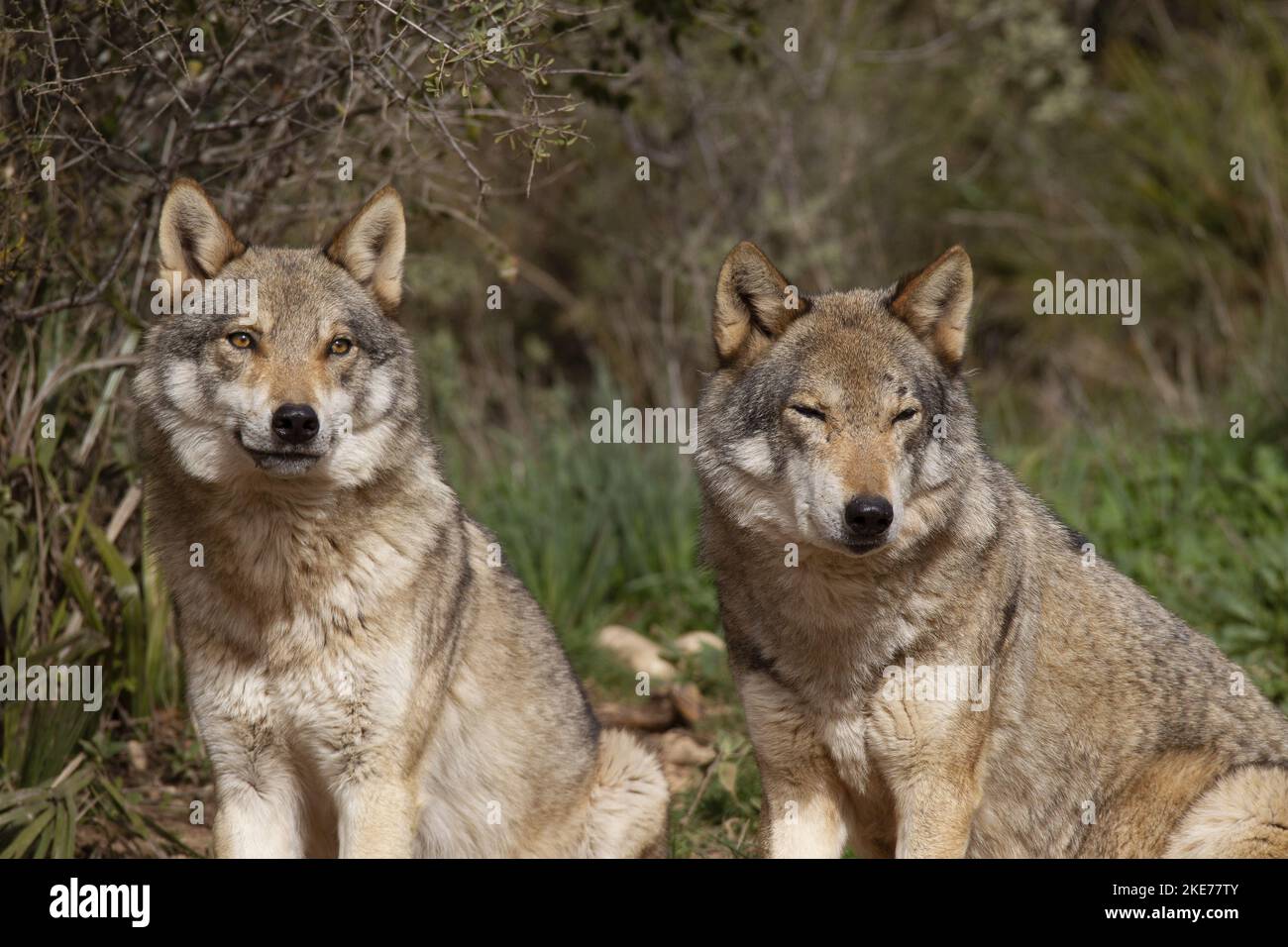 Greywolves hi-res stock photography and images - Alamy