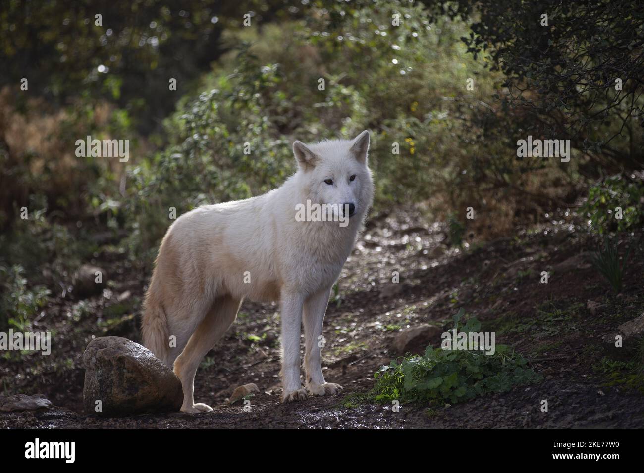 Hudson Bay Wolf Stock Photo - Alamy