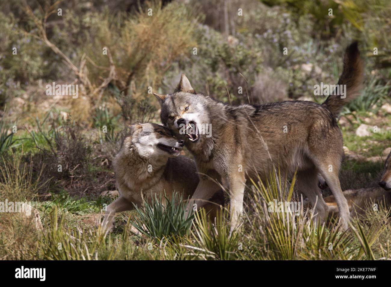 Eurasian wolf teeth hi-res stock photography and images - Alamy