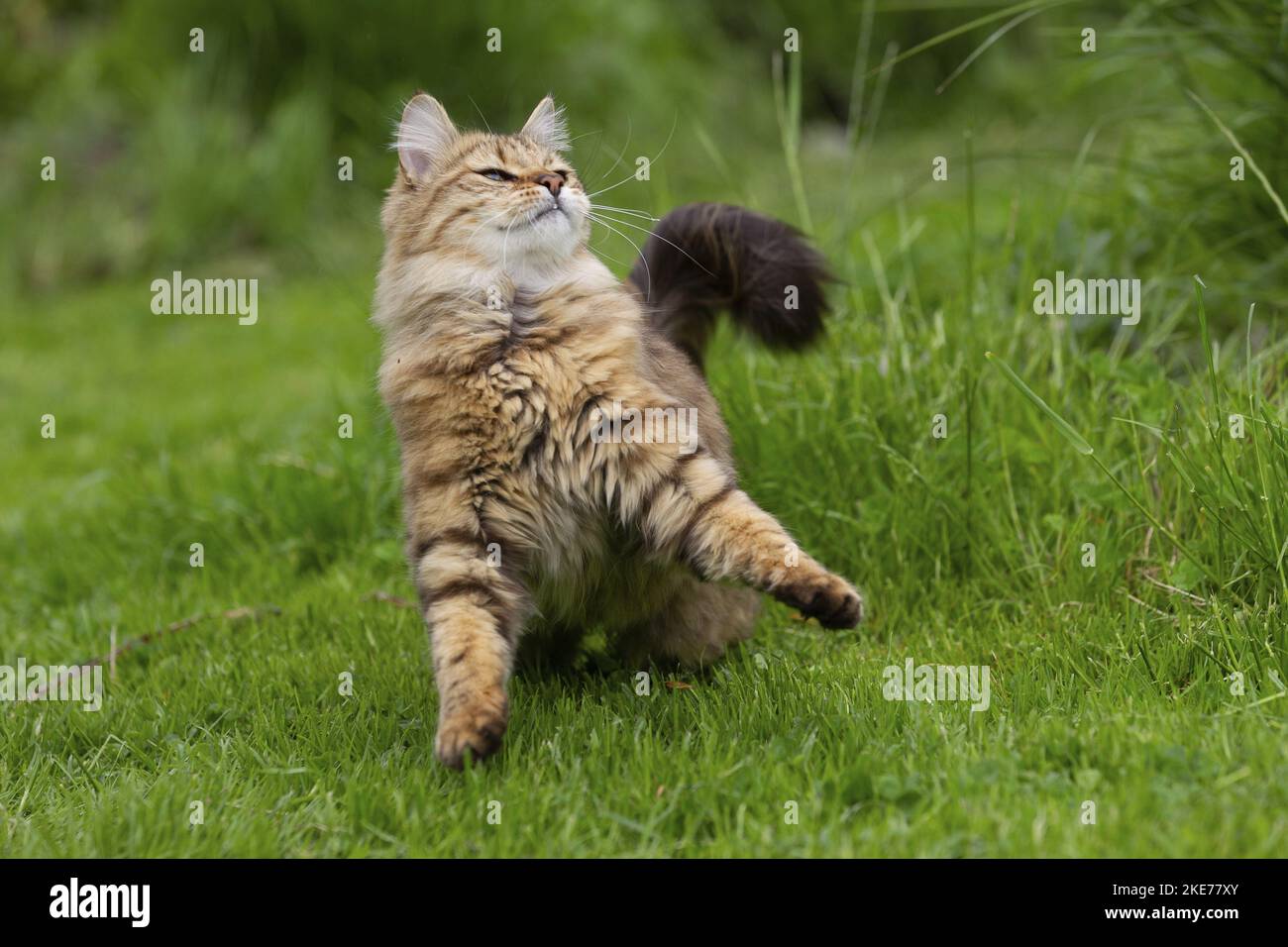 Cashmere bengal cat hi-res stock photography and images - Alamy