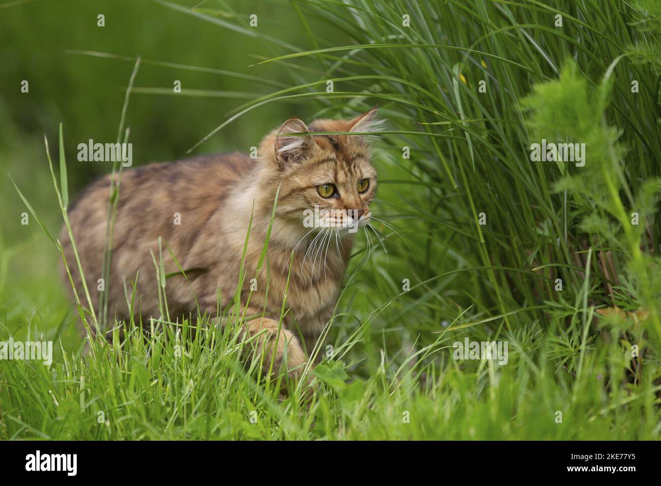 Cashmere bengal cat hi-res stock photography and images - Alamy