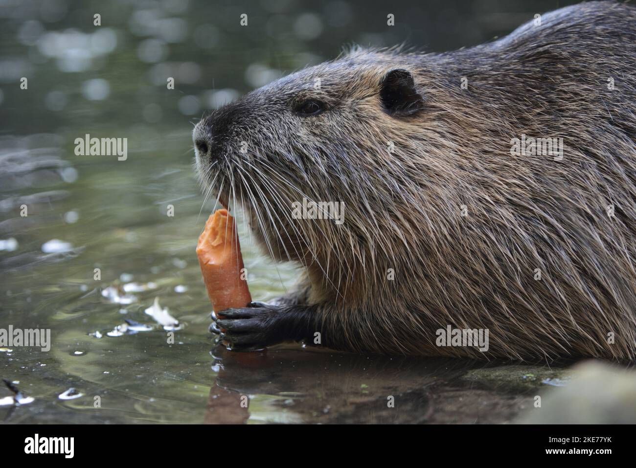 Nutria myocastor coypus carrot hi-res stock photography and images - Alamy