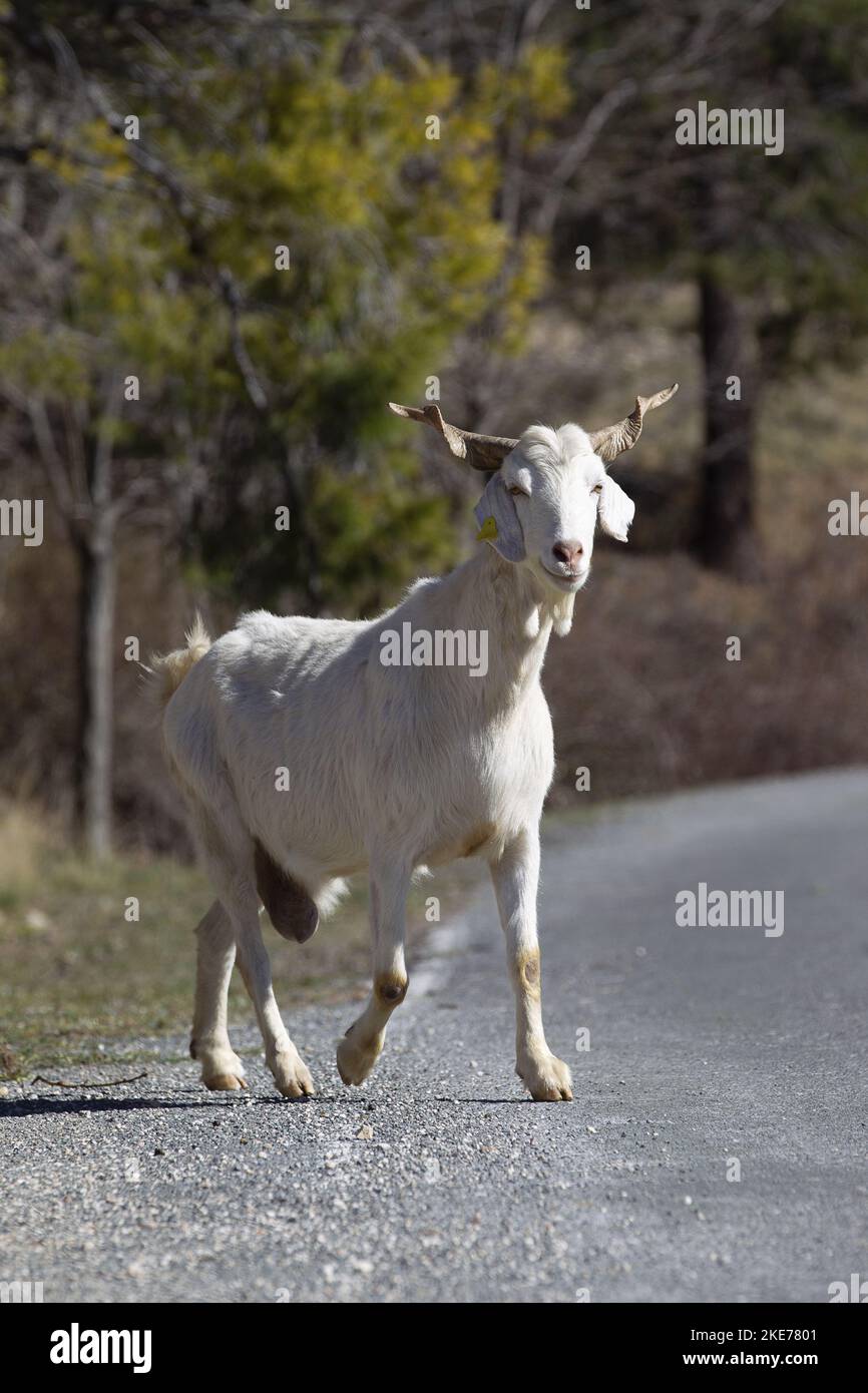 Go goat hi-res stock photography and images - Alamy