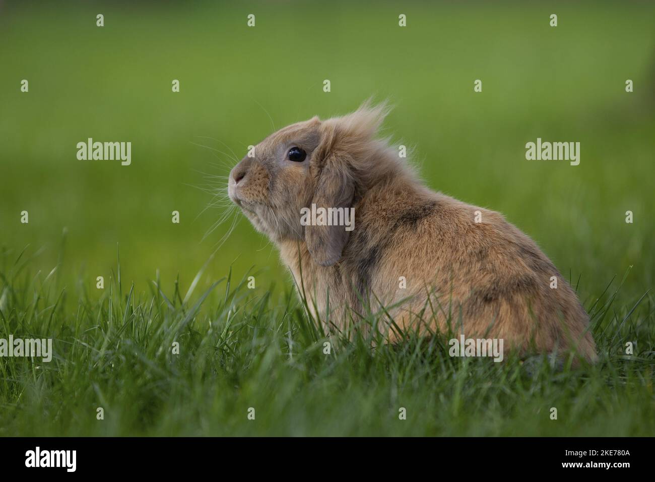 Side view mini lop rabbit hi-res stock photography and images - Alamy