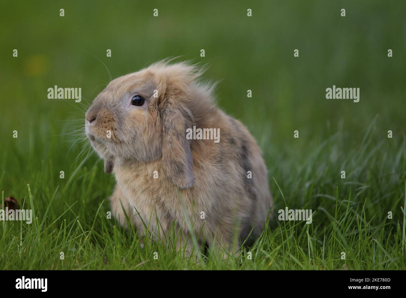 Side view mini lop rabbit hi-res stock photography and images - Alamy