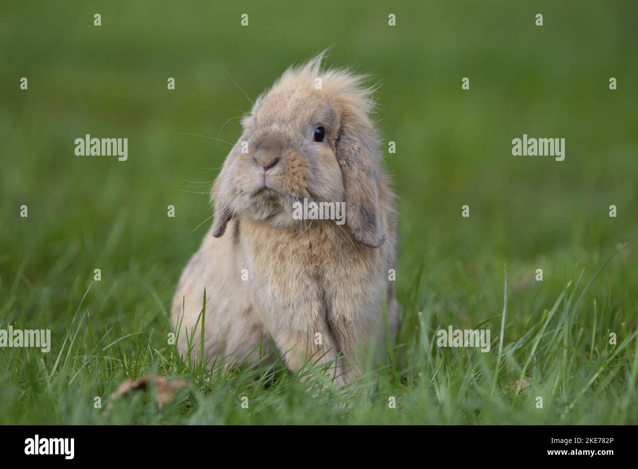 Side view mini lop rabbit hi-res stock photography and images - Alamy