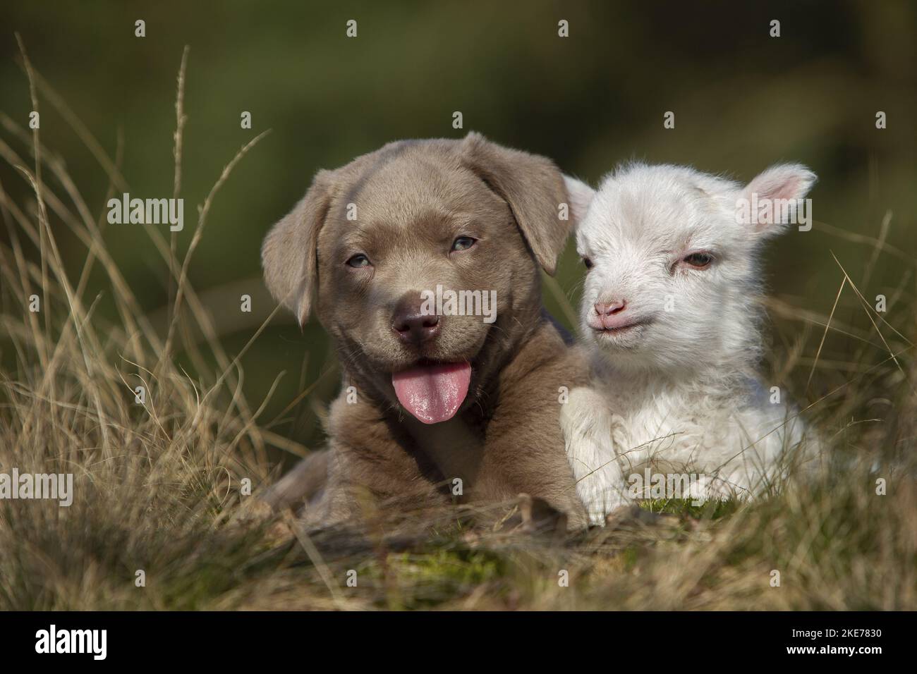 Labrador Retriever and lamb Stock Photo - Alamy