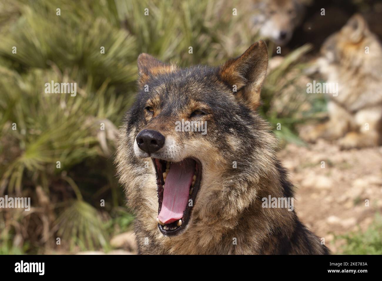 Iberian wolf canis lupus signatus yawning hi-res stock photography and ...