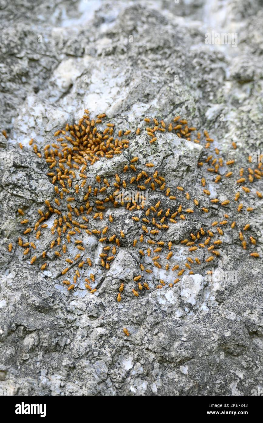A vertical shot of Termite insects on a rocky floor Stock Photo - Alamy