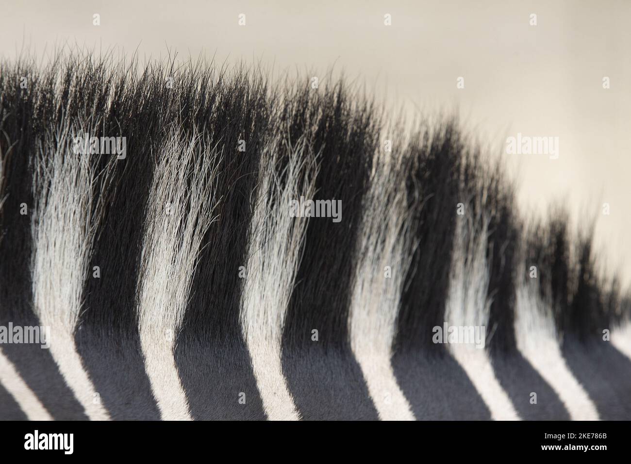 Short manes hi-res stock photography and images - Alamy