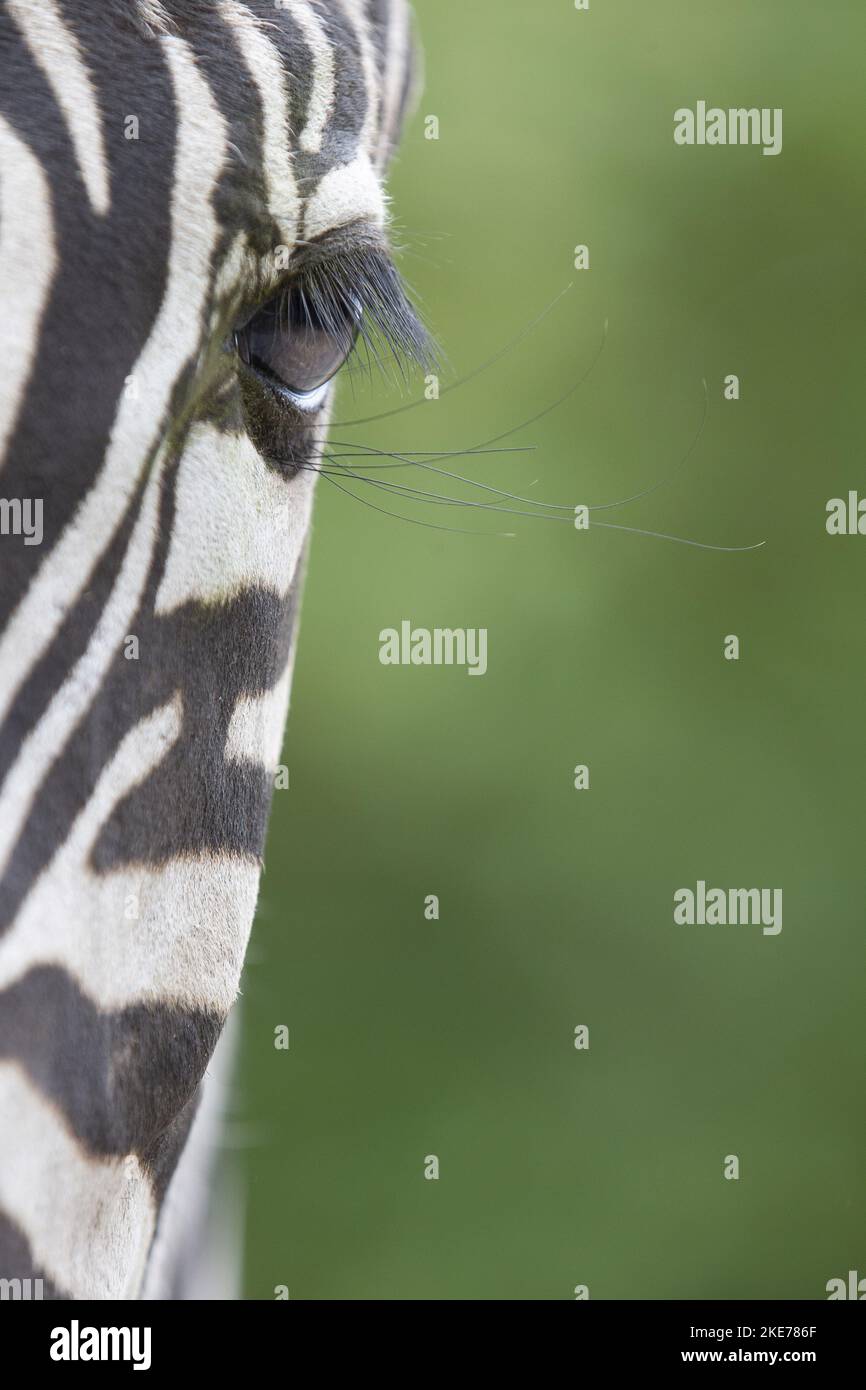 Close up of a zebras eye hi-res stock photography and images - Alamy
