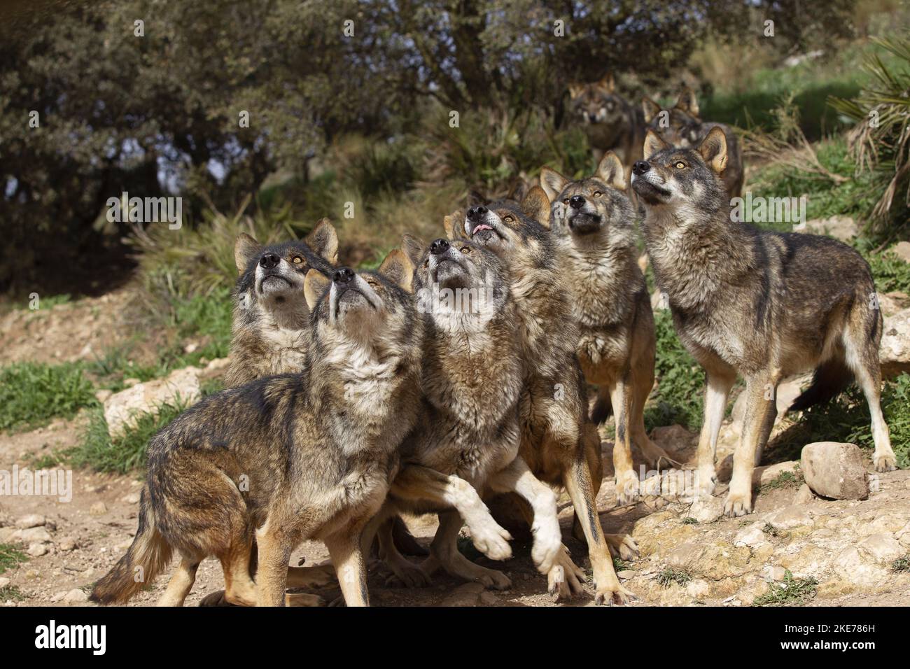 Iberian wolf (pack) hi-res stock photography and images - Alamy