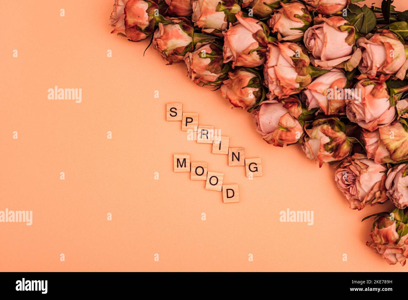 Orange roses are laid out on a monochromatic background. Spring mood ...