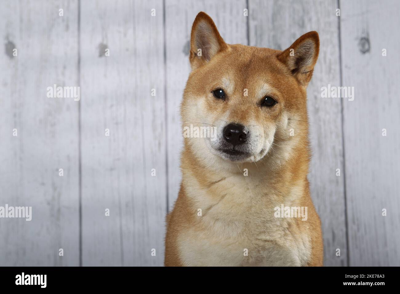 Shiba Inu Portrait Stock Photo - Alamy
