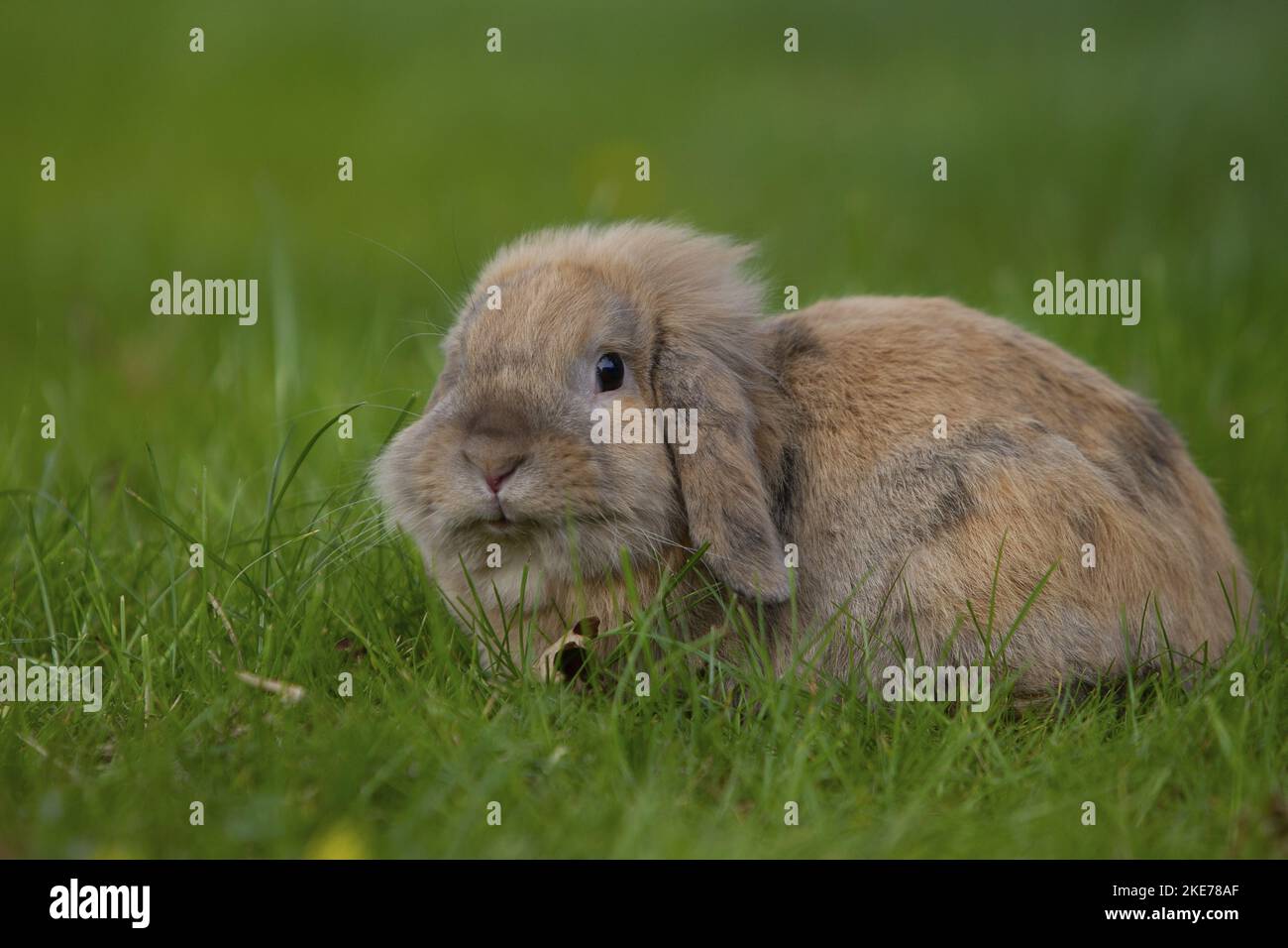 Dwarf lop eared rabbit lying hi-res stock photography and images - Alamy