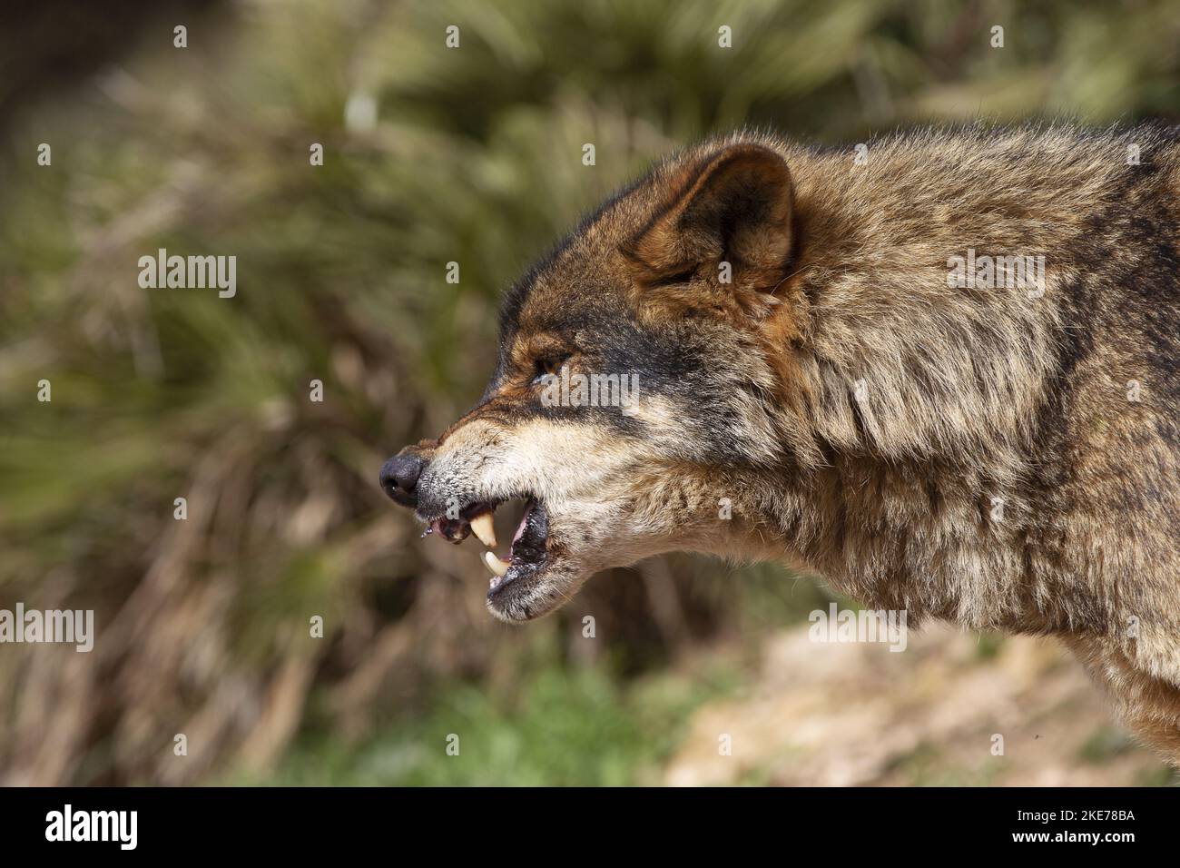 Wolf Angry Nose