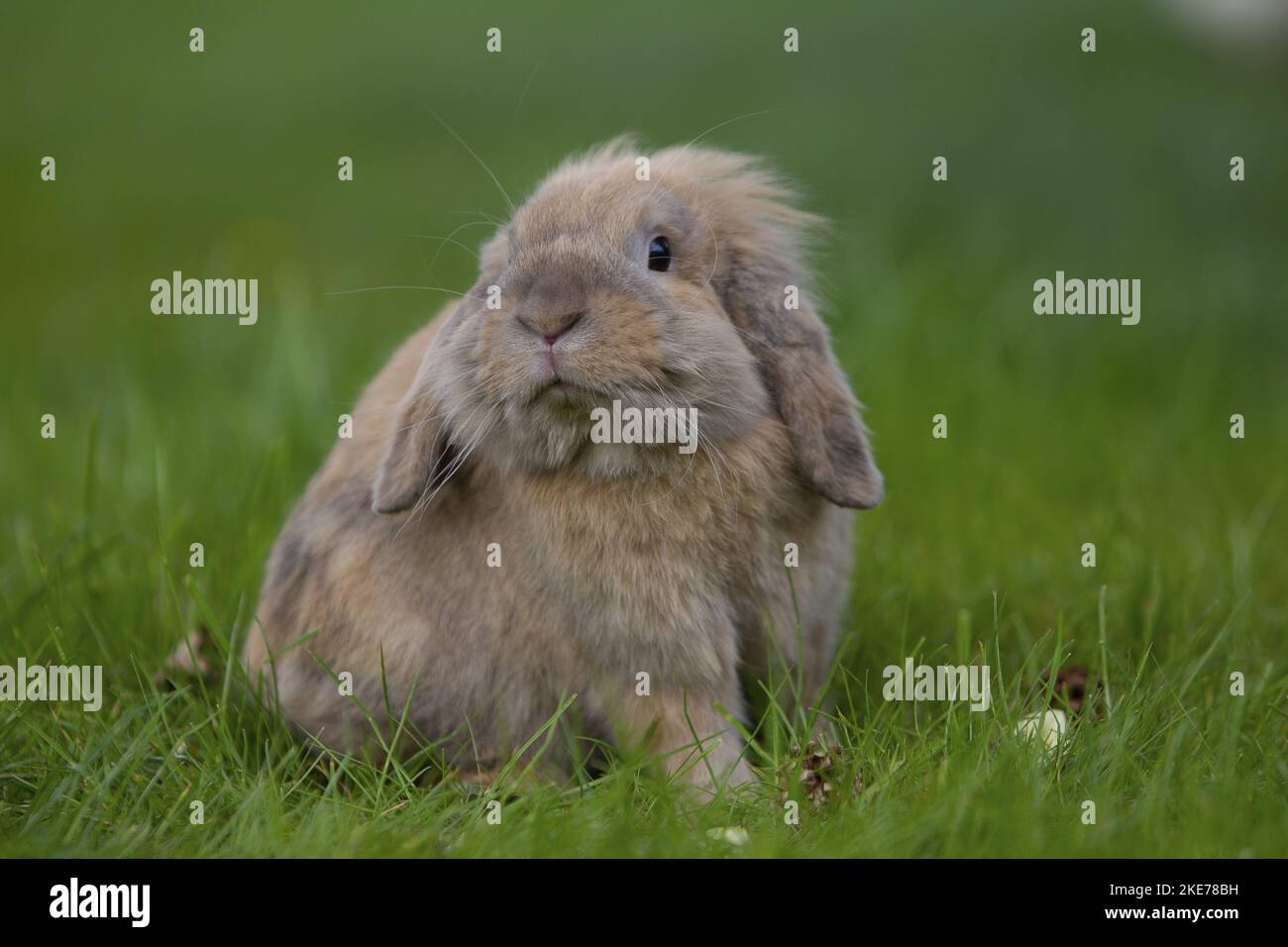 Side view mini lop rabbit hi-res stock photography and images - Alamy