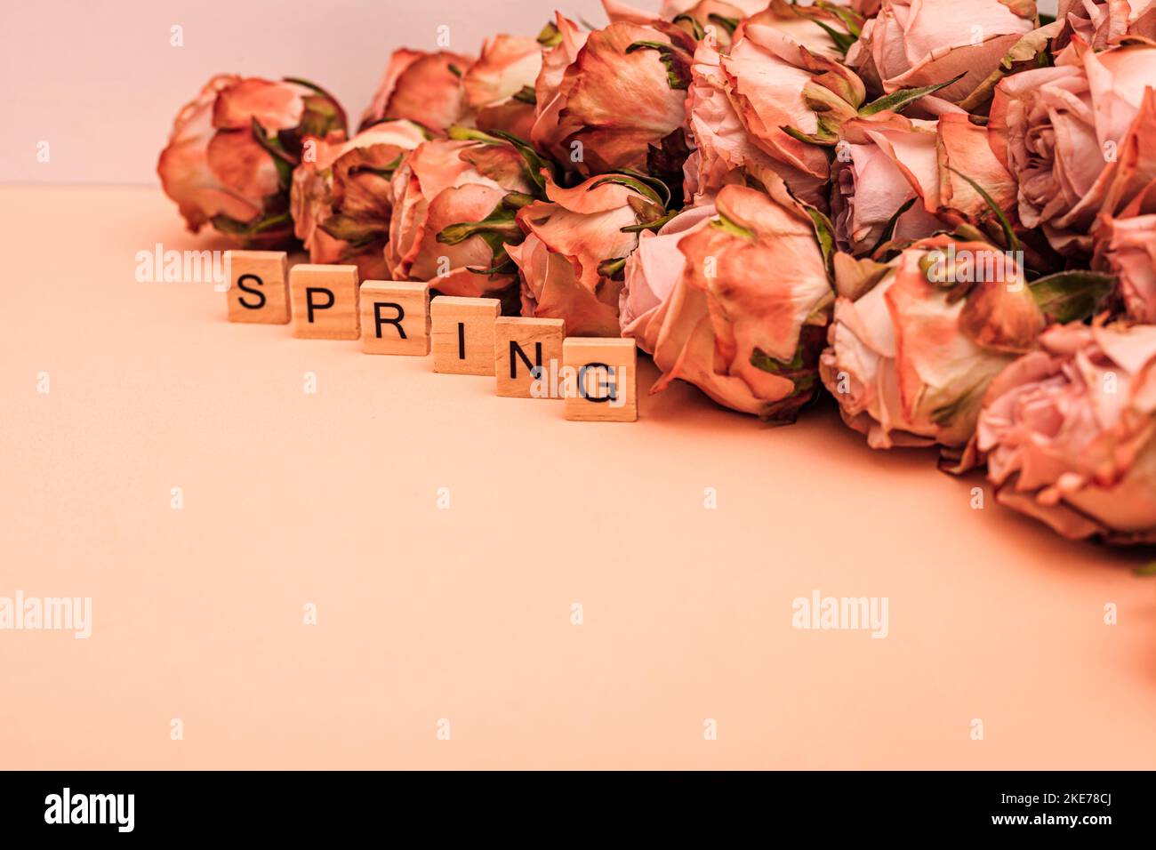 Orange roses are laid out on a monochromatic background. Spring Stock ...