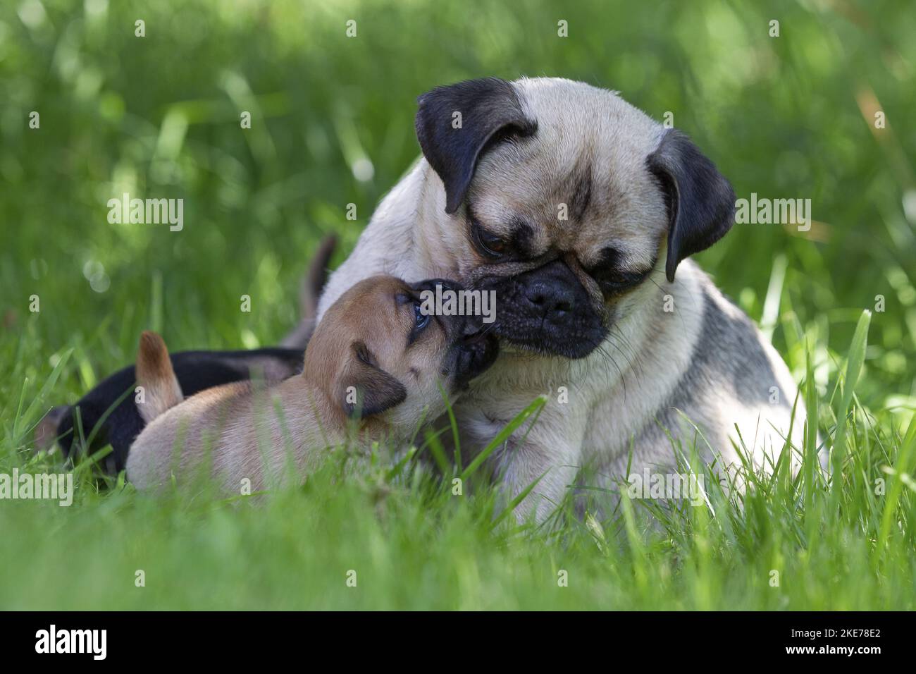 female Pug with puppies Stock Photo - Alamy