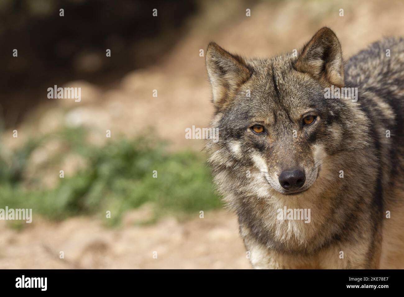 Iberian wolves canis lupus signatus hi-res stock photography and images - Alamy