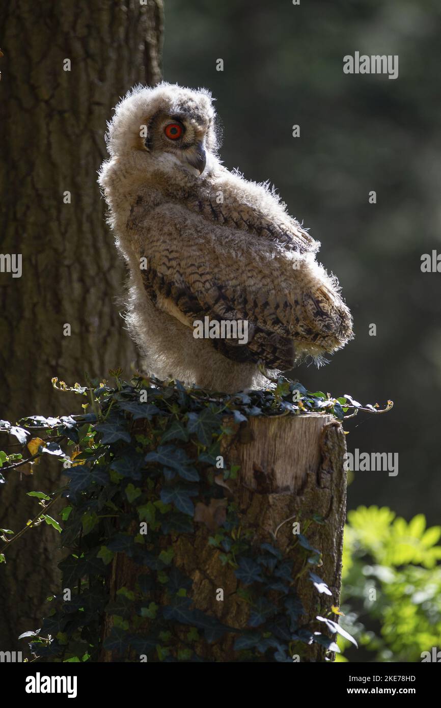 young eagle owl Stock Photo - Alamy