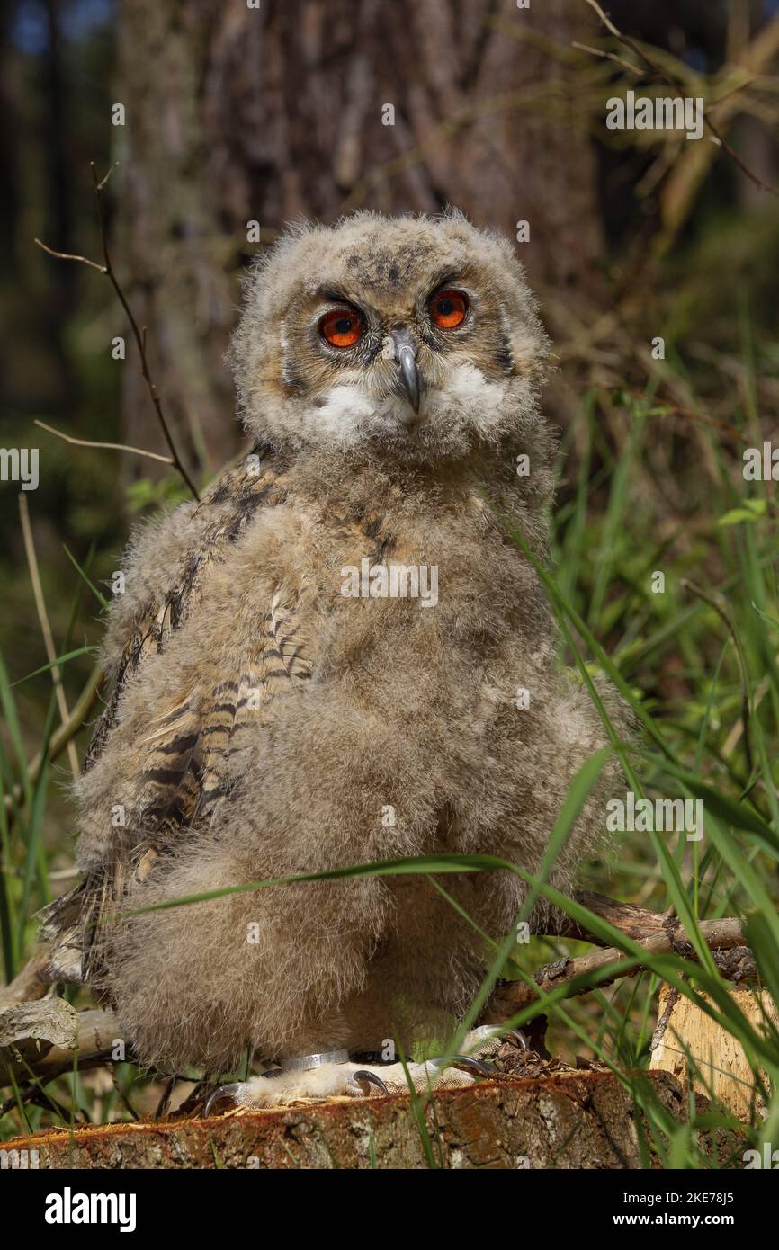 young eagle owl Stock Photo - Alamy