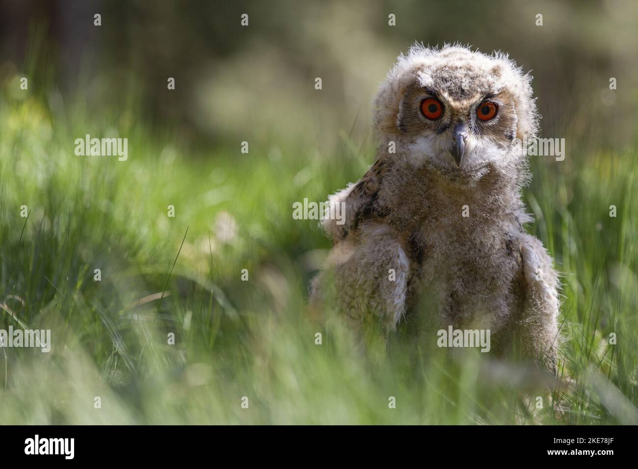 young eagle owl Stock Photo - Alamy