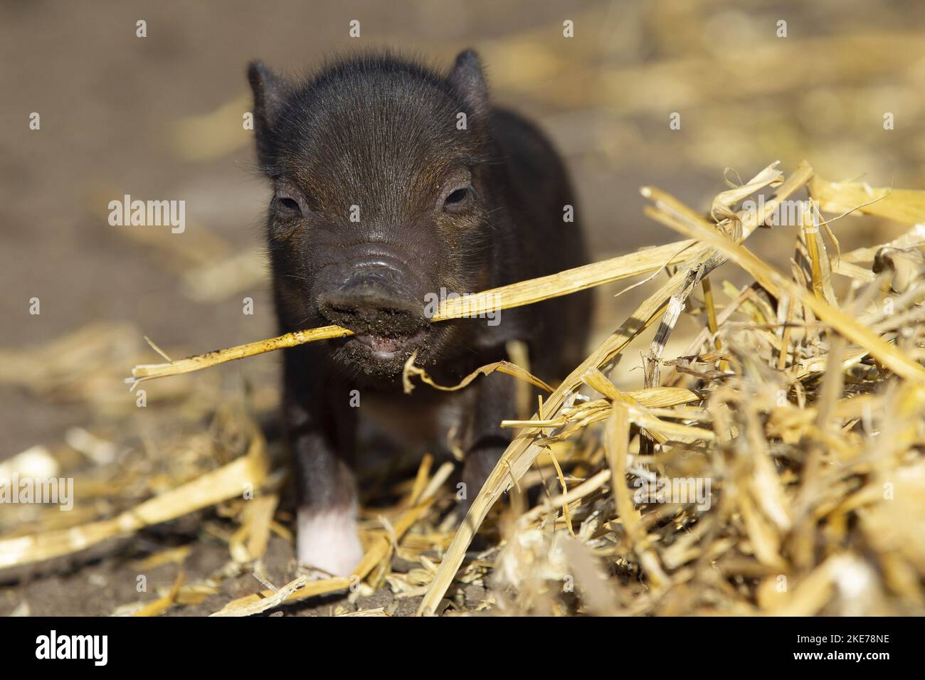 Mini pig piglet Stock Photo - Alamy