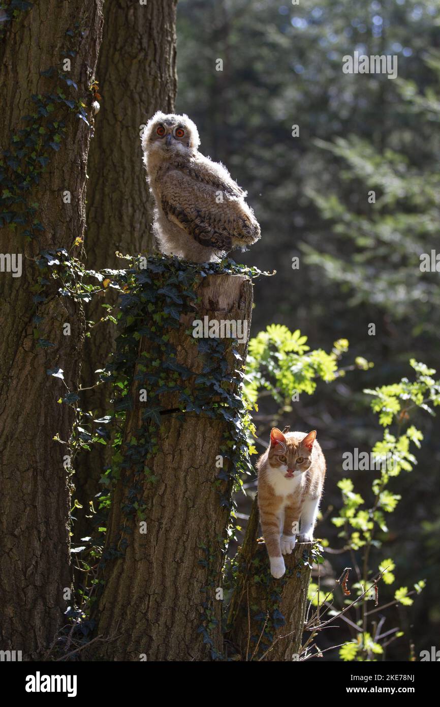 Cat owls hi-res stock photography and images - Alamy