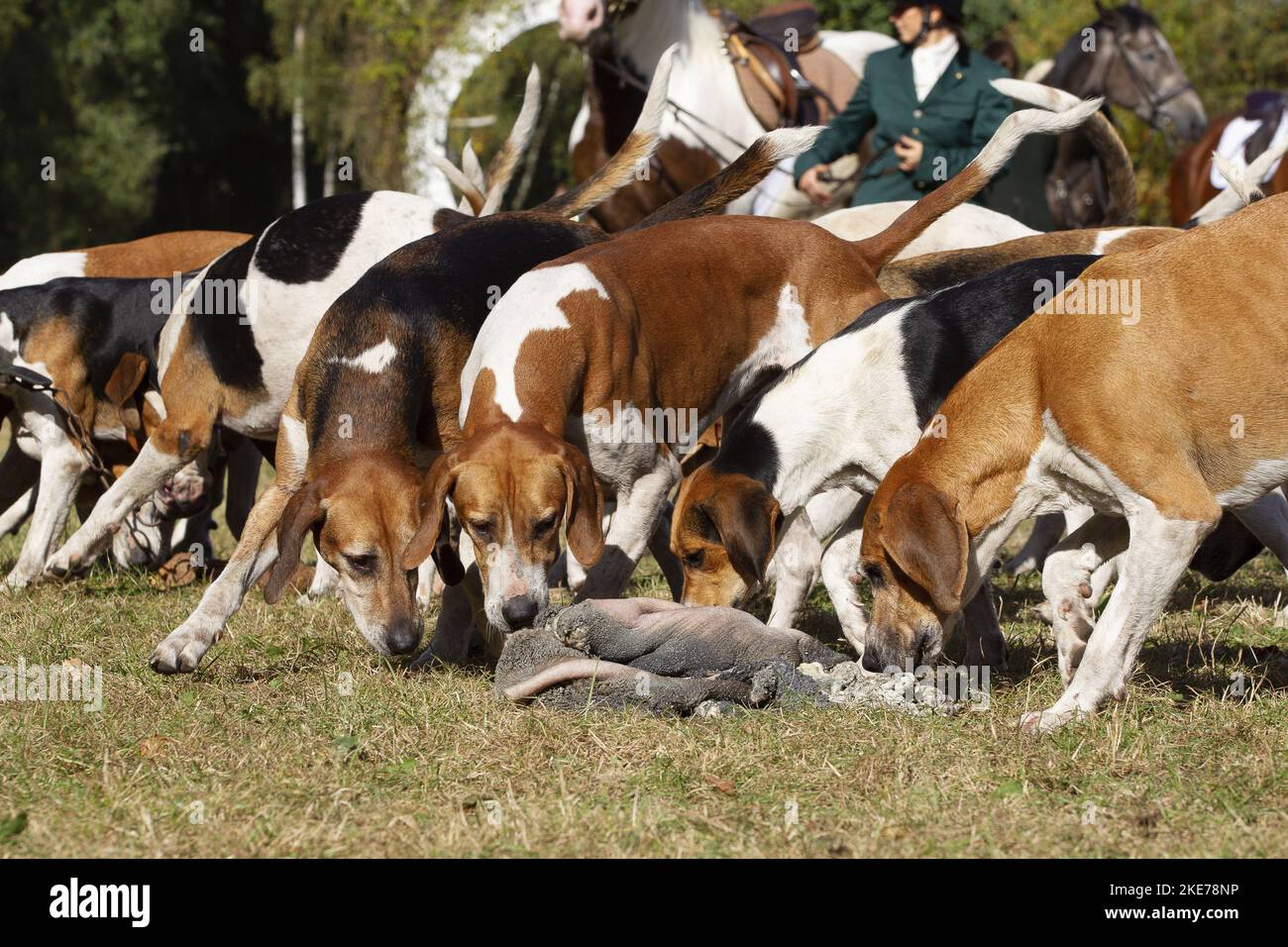 English Foxhounds hunting Stock Photo - Alamy
