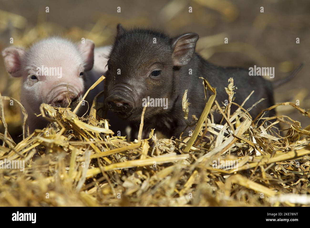 Mini pig piglet Stock Photo - Alamy